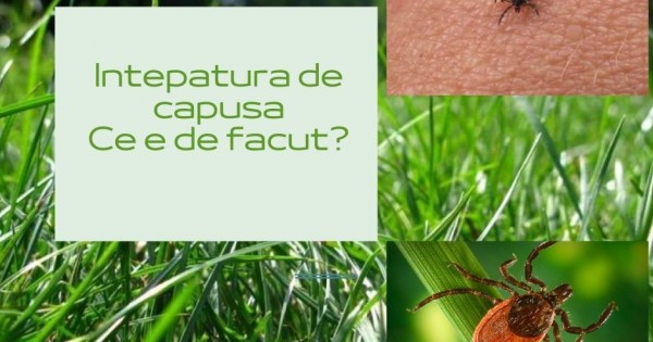 Intepatura de capusa, boala lyme